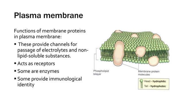 Cell and macromolecules | PPTX