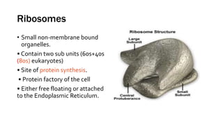 Cell and macromolecules | PPTX