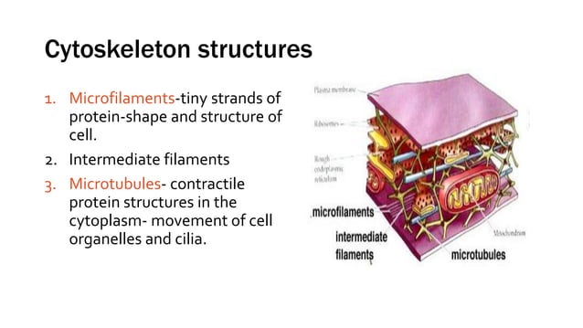 Cell and macromolecules | PPTX