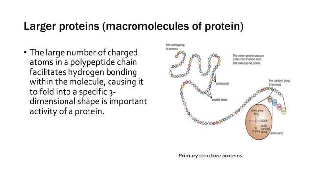Cell and macromolecules | PPTX