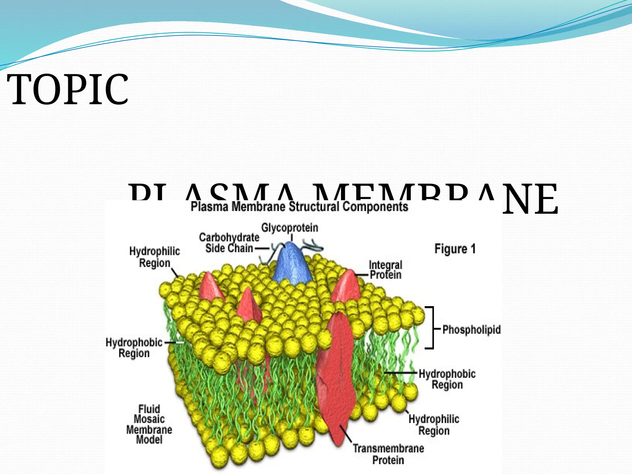 cell and molecular On the Plasma membrane .pptx