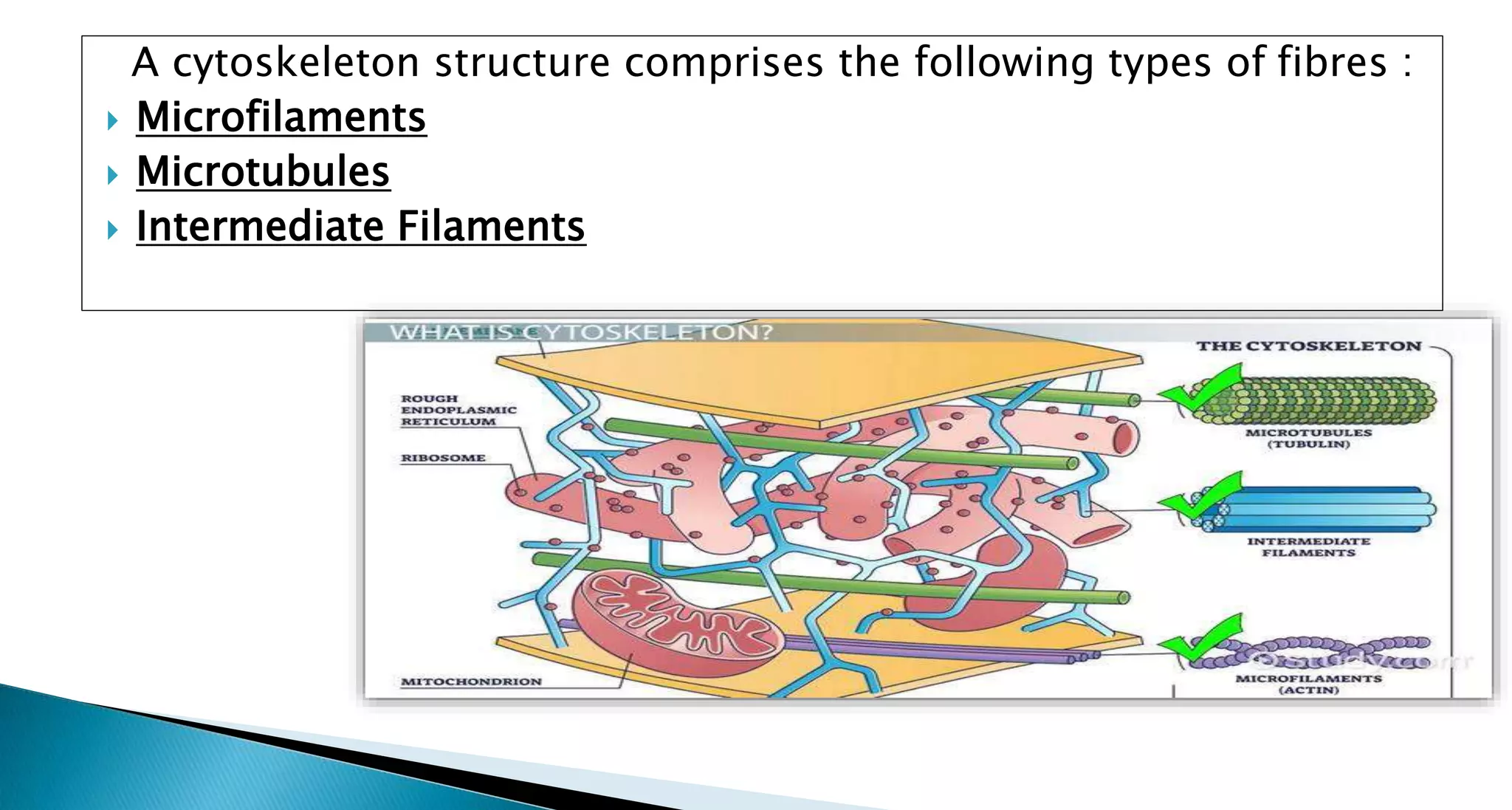 cell and molecular biology PPT.pptx