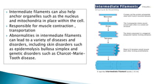 cell and molecular biology PPT.pptx