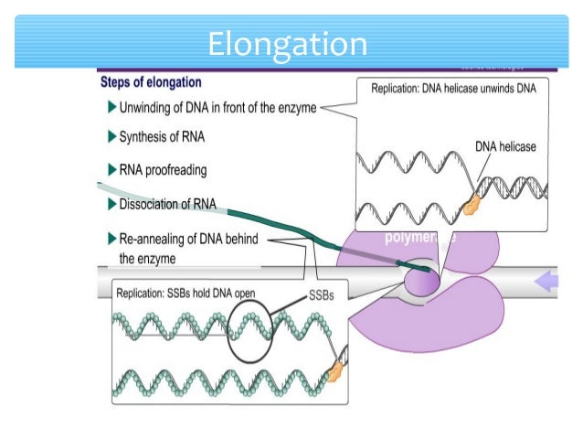 Elongation Meaning