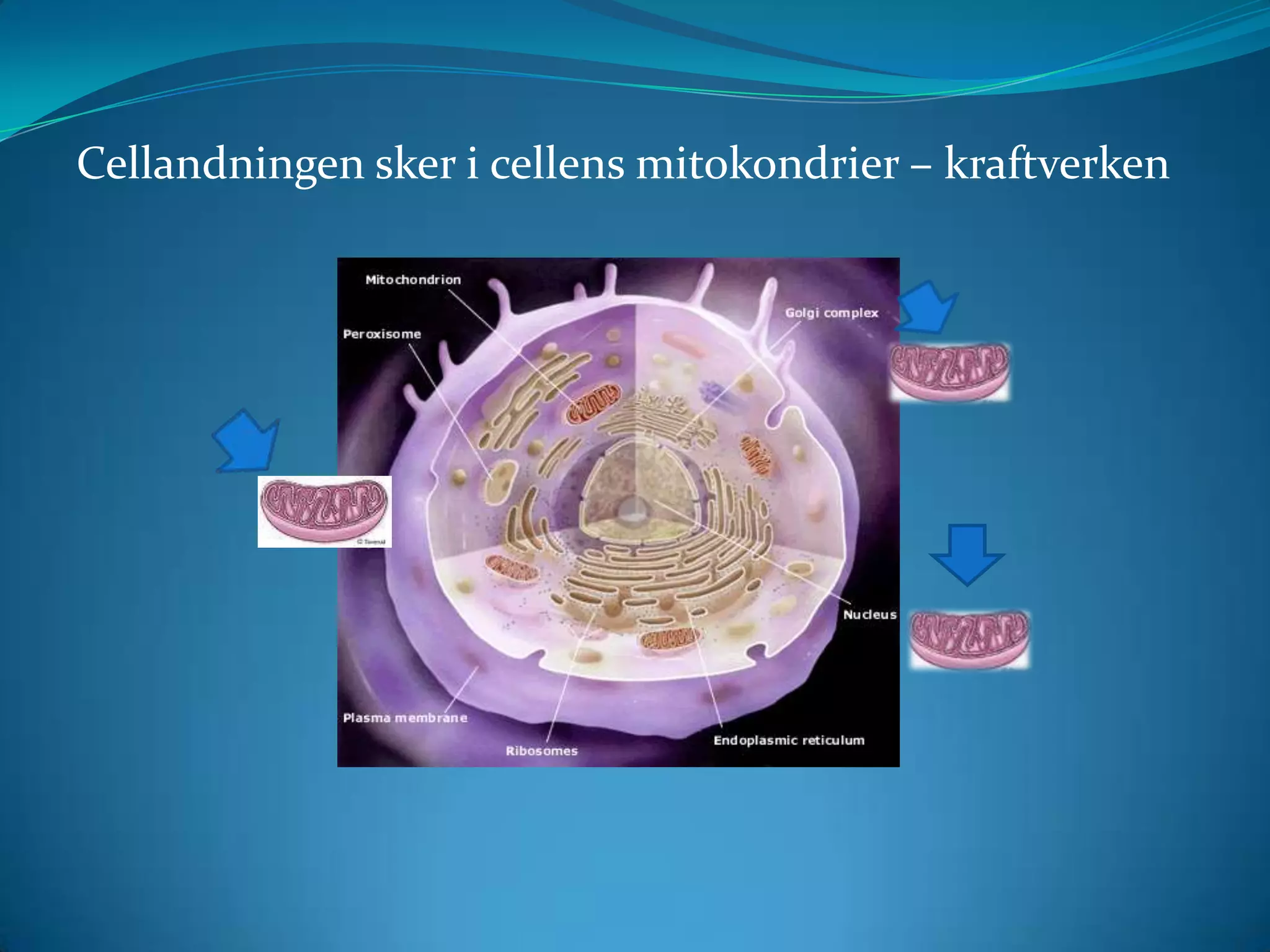 Cellandning förbränning | PPTX