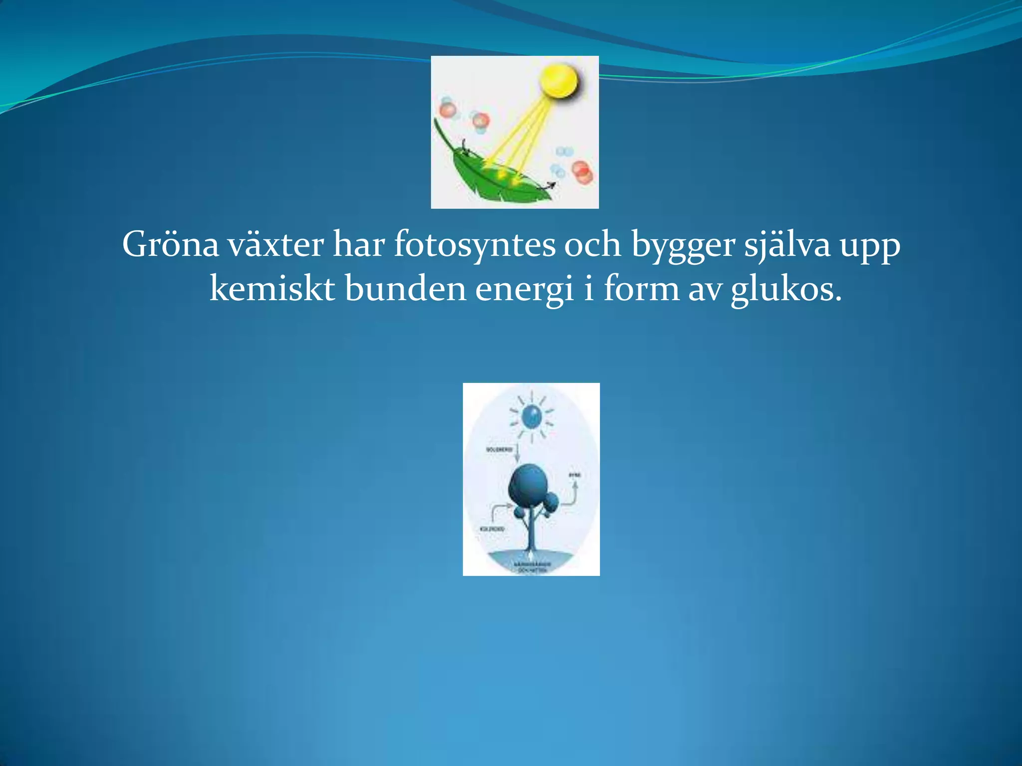 Cellandning förbränning | PPTX