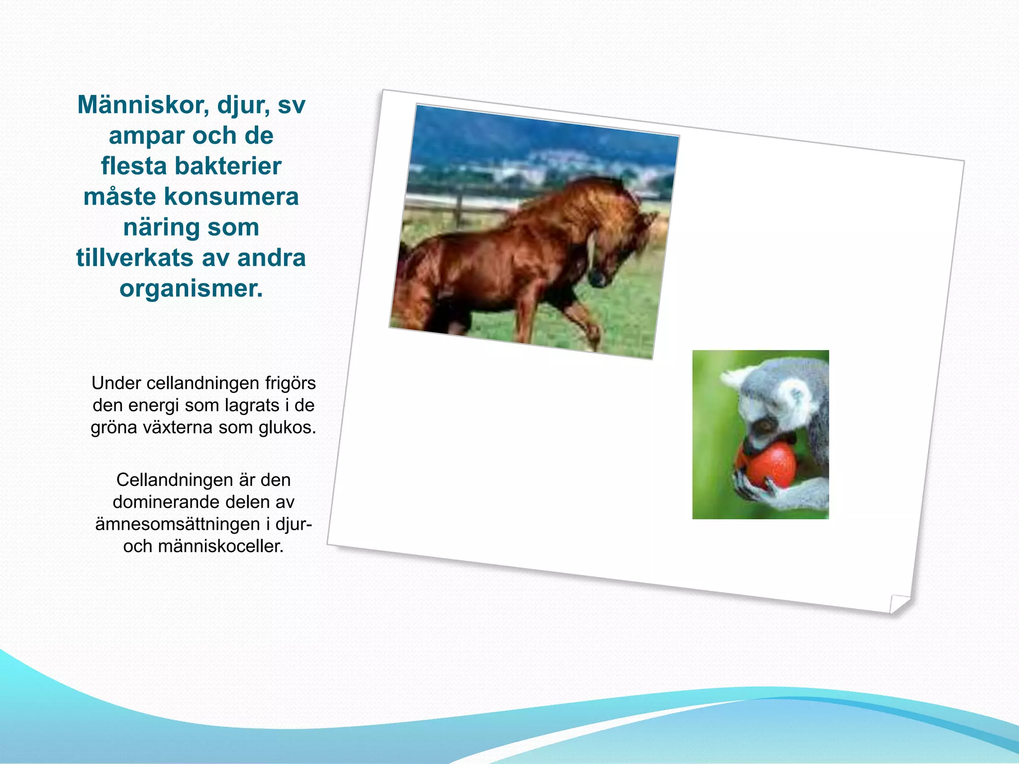 Cellandning förbränning | PPTX