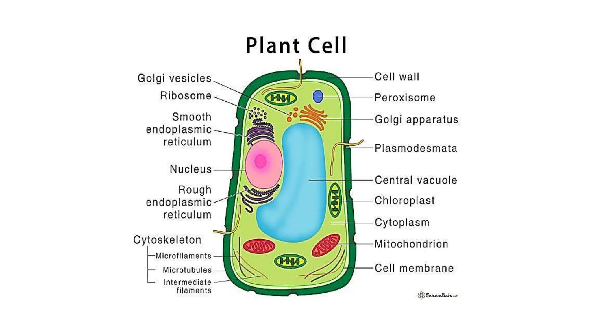CELL AND ORGANELLES, cell wall . Take a look at description below also ...