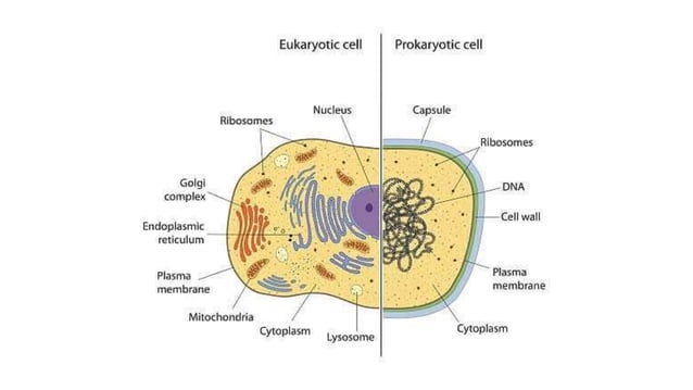 CELL AND ORGANELLES, cell wall . Take a look at description below also ...