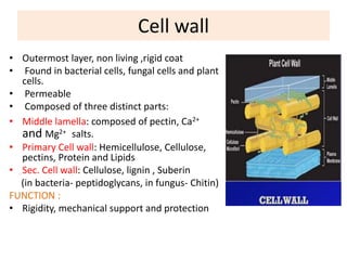 Cell and Organelles PPT for class.pptx