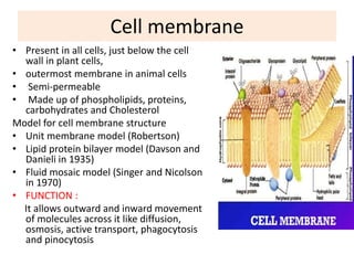 Cell and Organelles PPT for class.pptx
