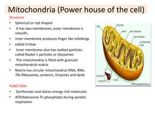 Cell and Organelles PPT for class.pptx