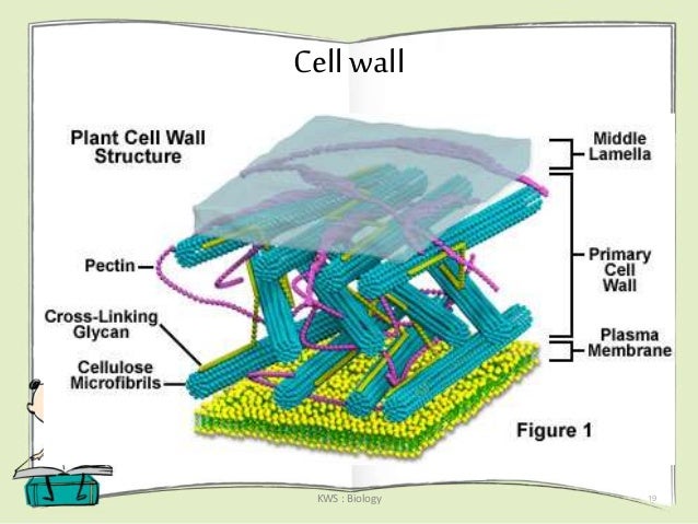 Cell and structure of cell