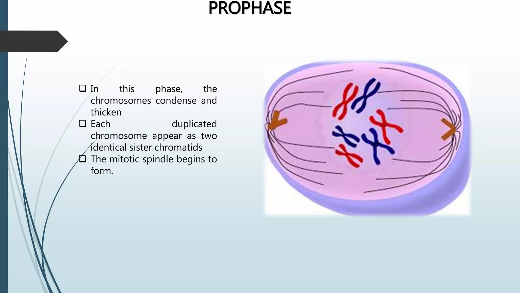 Cell and tissue | PPTX