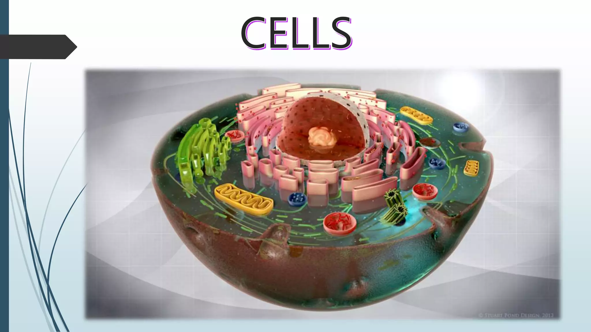 Cell and tissue | PPTX