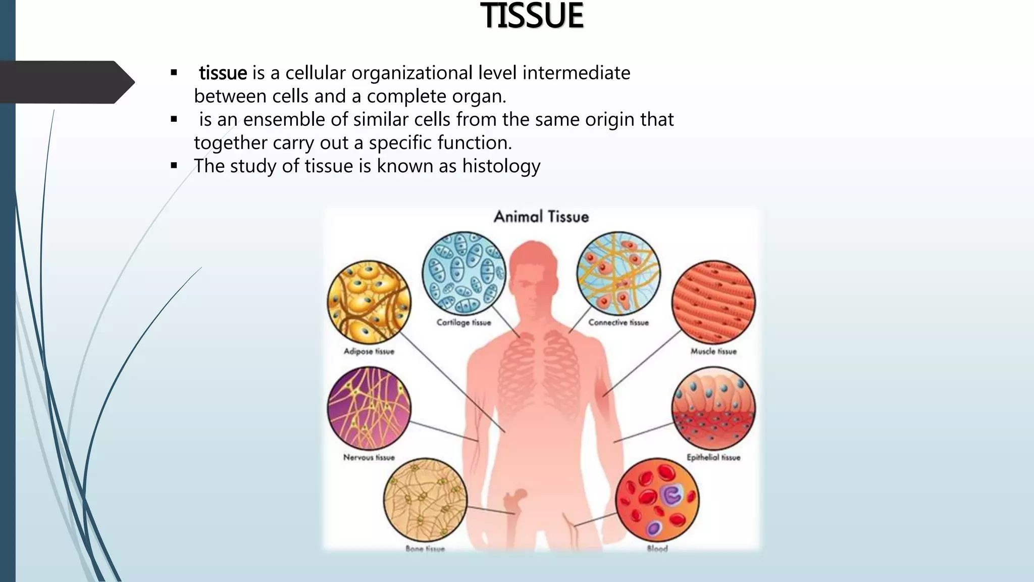 Cell and tissue | PPTX