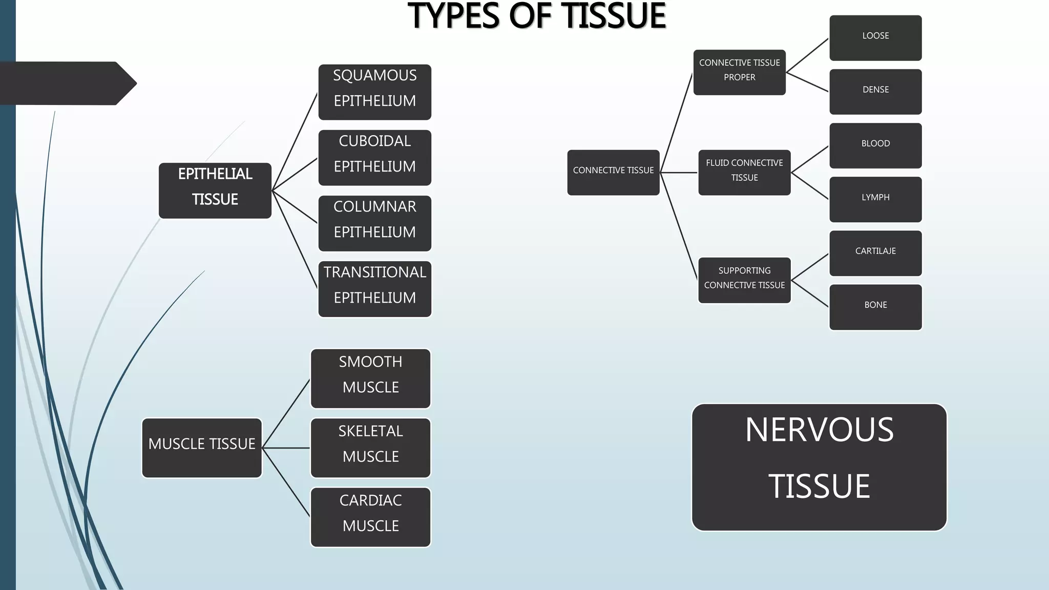 Cell and tissue | PPTX