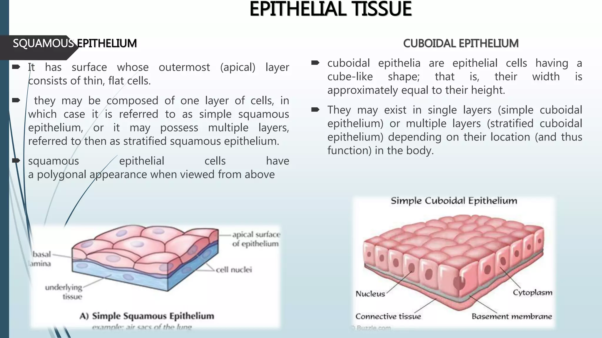 Cell and tissue | PPTX