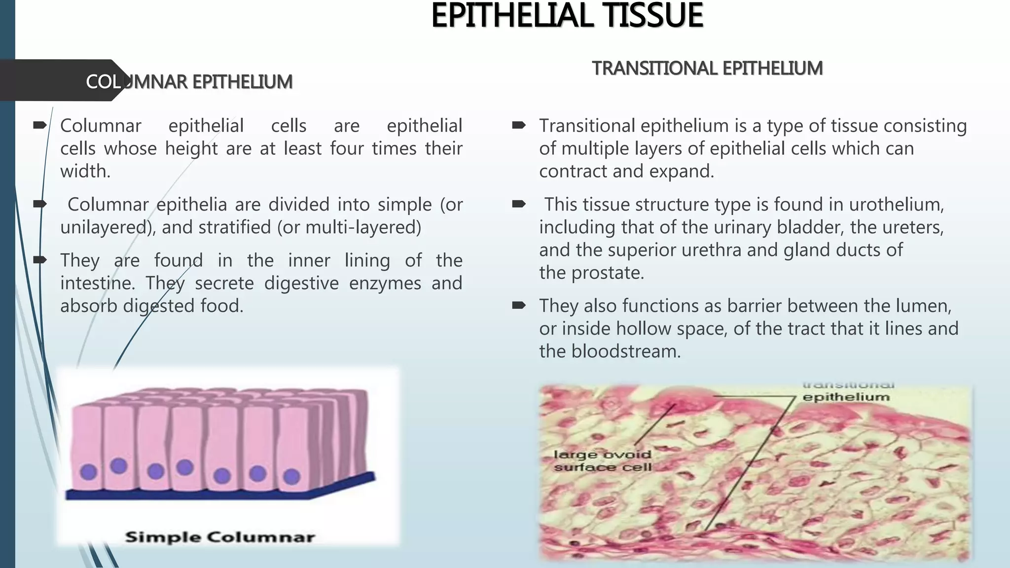 Cell and tissue | PPTX
