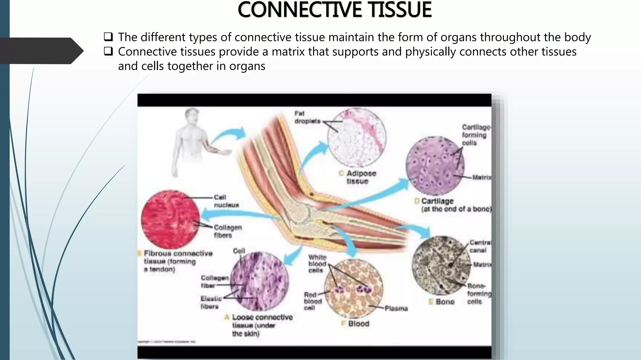 Cell and tissue | PPTX