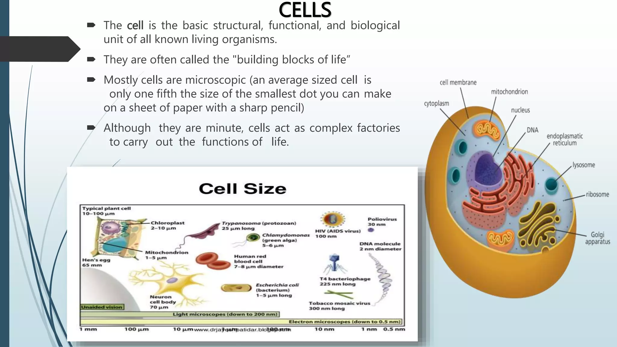 Cell and tissue | PPTX