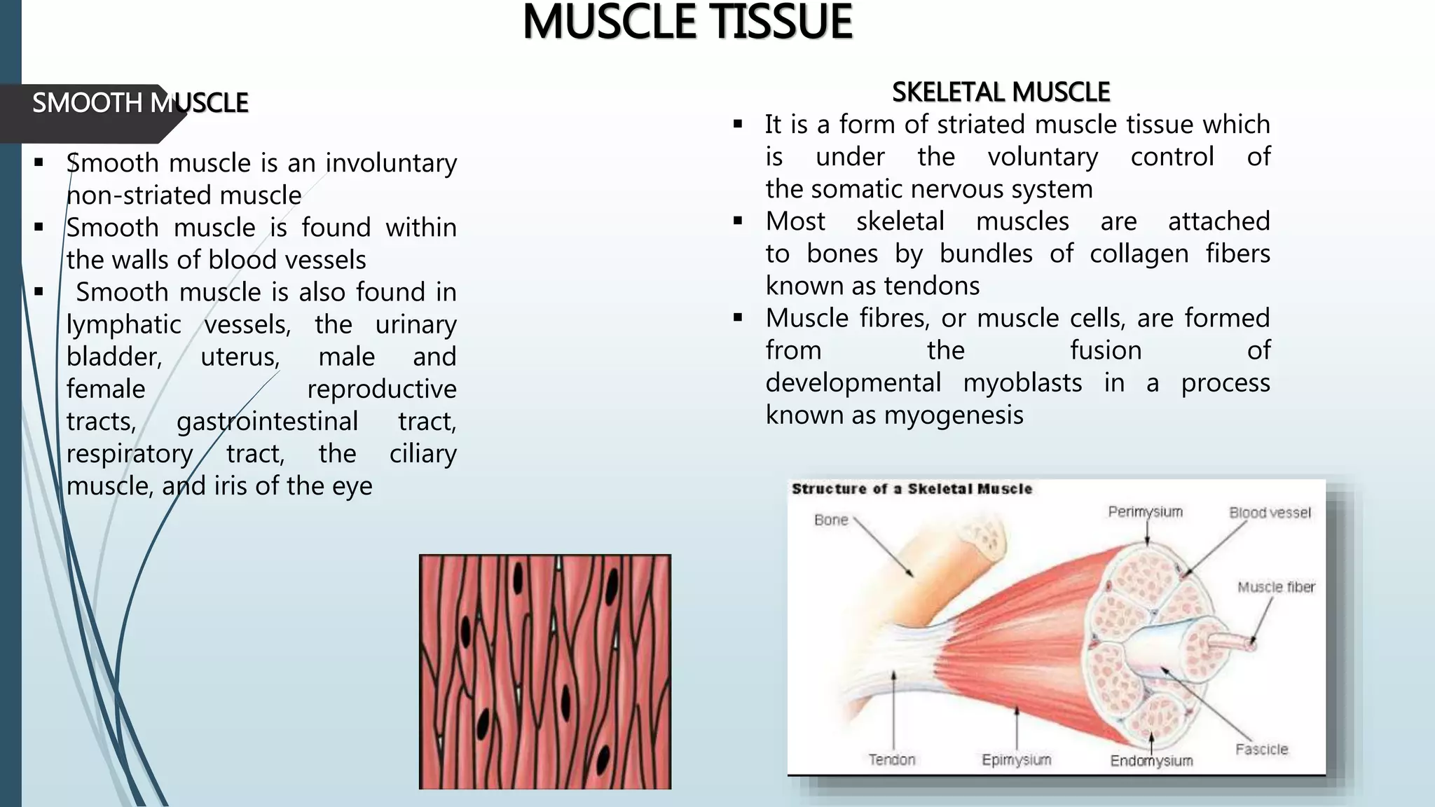 Cell and tissue | PPTX