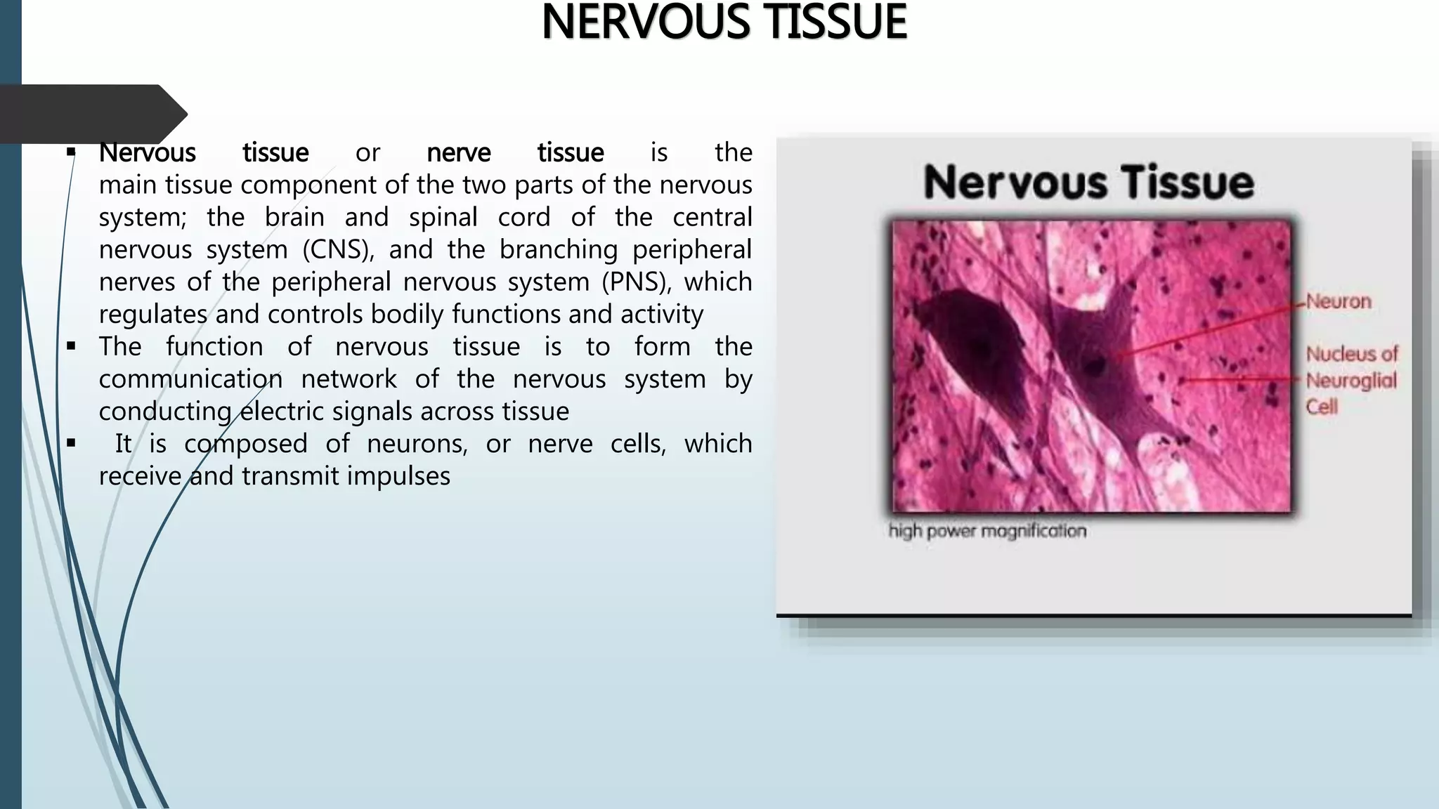 Cell and tissue | PPTX