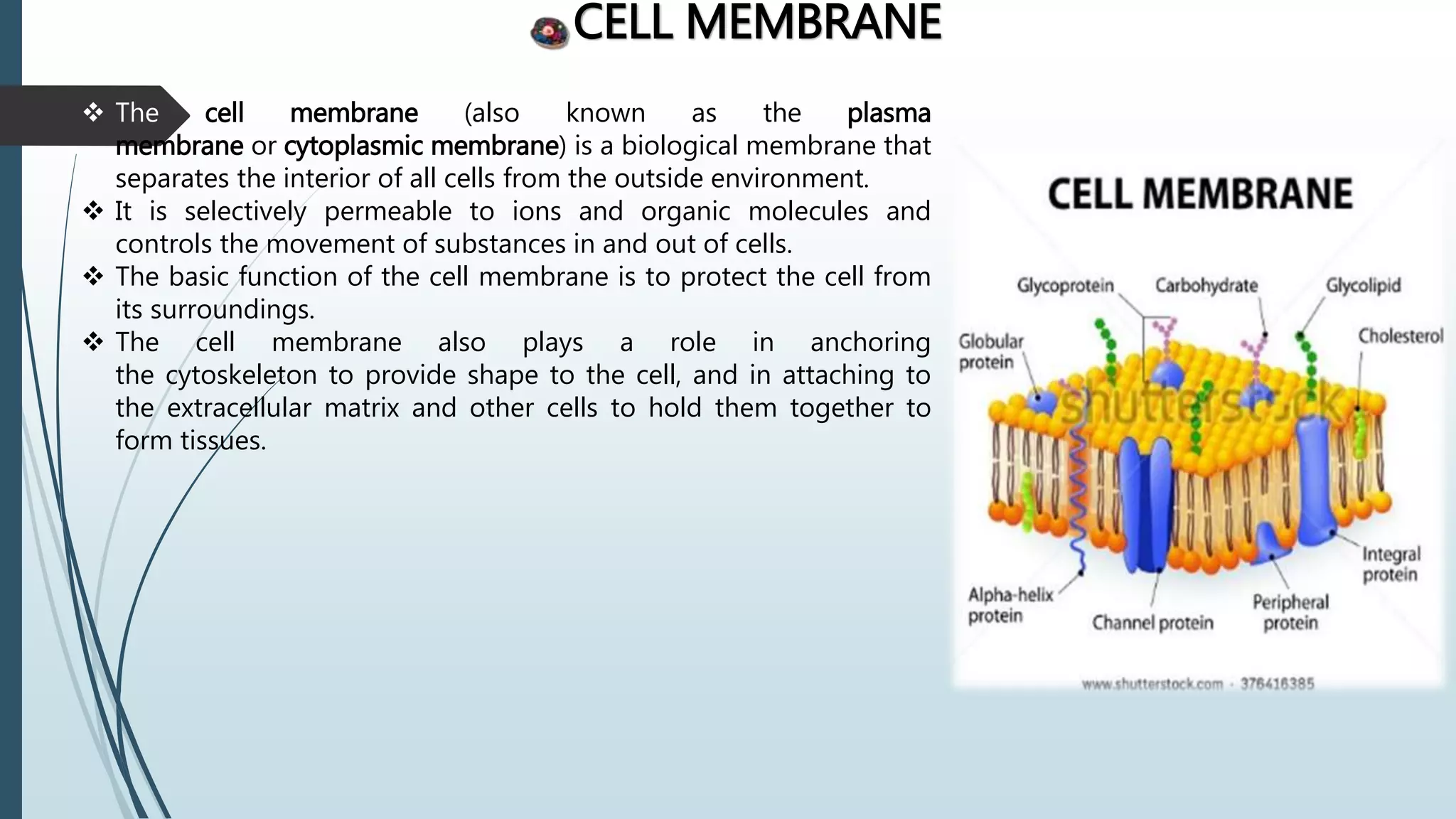 Cell and tissue | PPTX