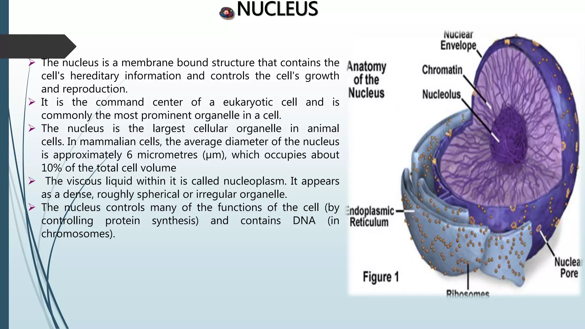 Cell and tissue | PPTX