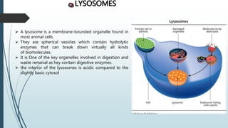 Cell and tissue | PPTX