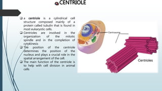 Cell and tissue | PPTX