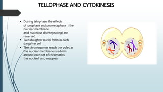 Cell and tissue | PPTX