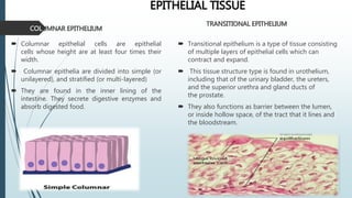 Cell and tissue | PPTX