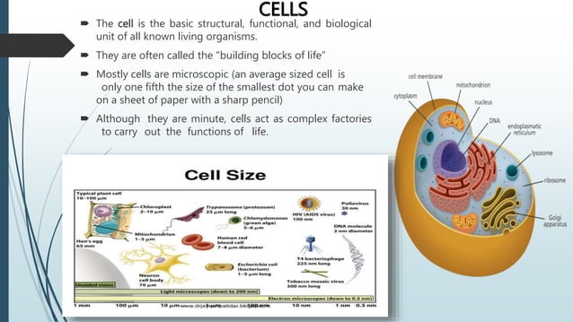Cell and tissue | PPTX