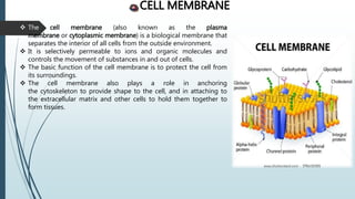 Cell and tissue | PPTX