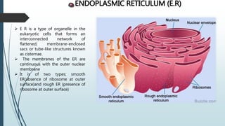 Cell and tissue | PPTX