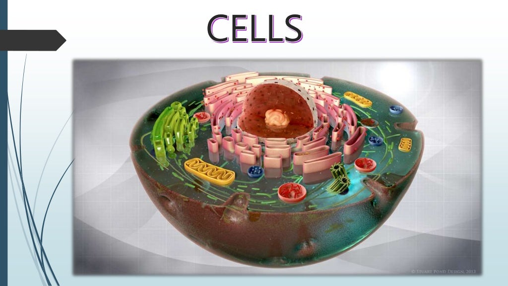 Cell and tissue
