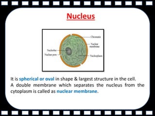 Cell and tissue | PPTX