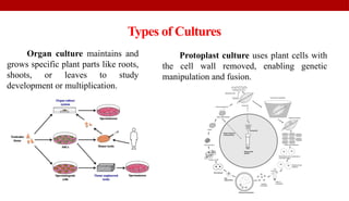Cell and tissue cultures of plants Керімбек Арайлым (1).pptx