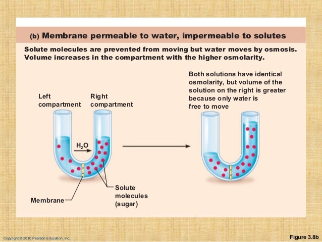 Cell and tissues