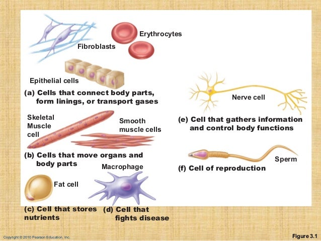 Cell and tissues