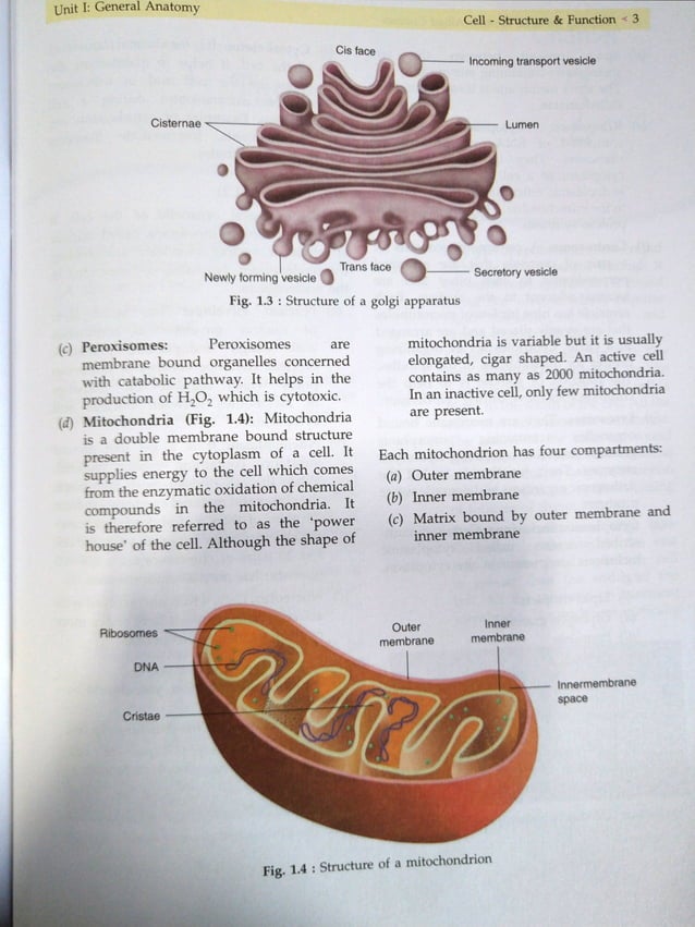 Cell structure and function | PDF