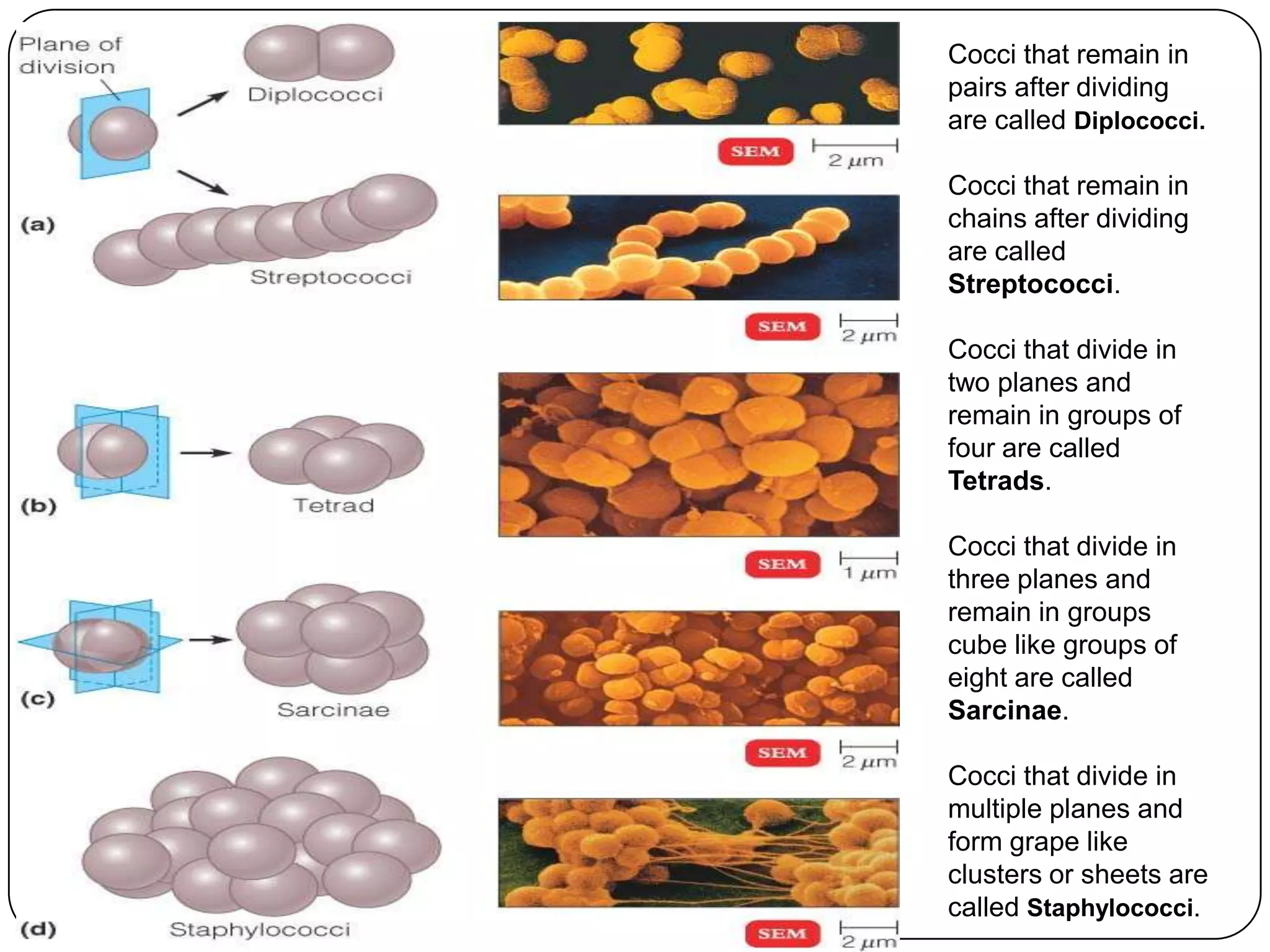 Cell Arrangement of Bacteria | PPTX