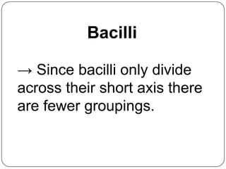 Cell Arrangement of Bacteria | PPTX