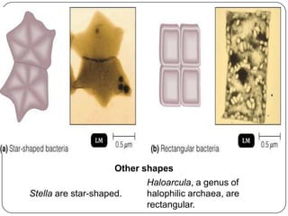 Cell Arrangement of Bacteria | PPTX