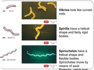 Types Of Spiral Bacteria