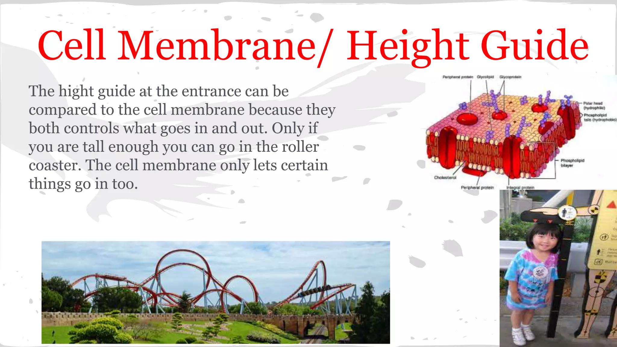Cell as a roller coaster | PPTX