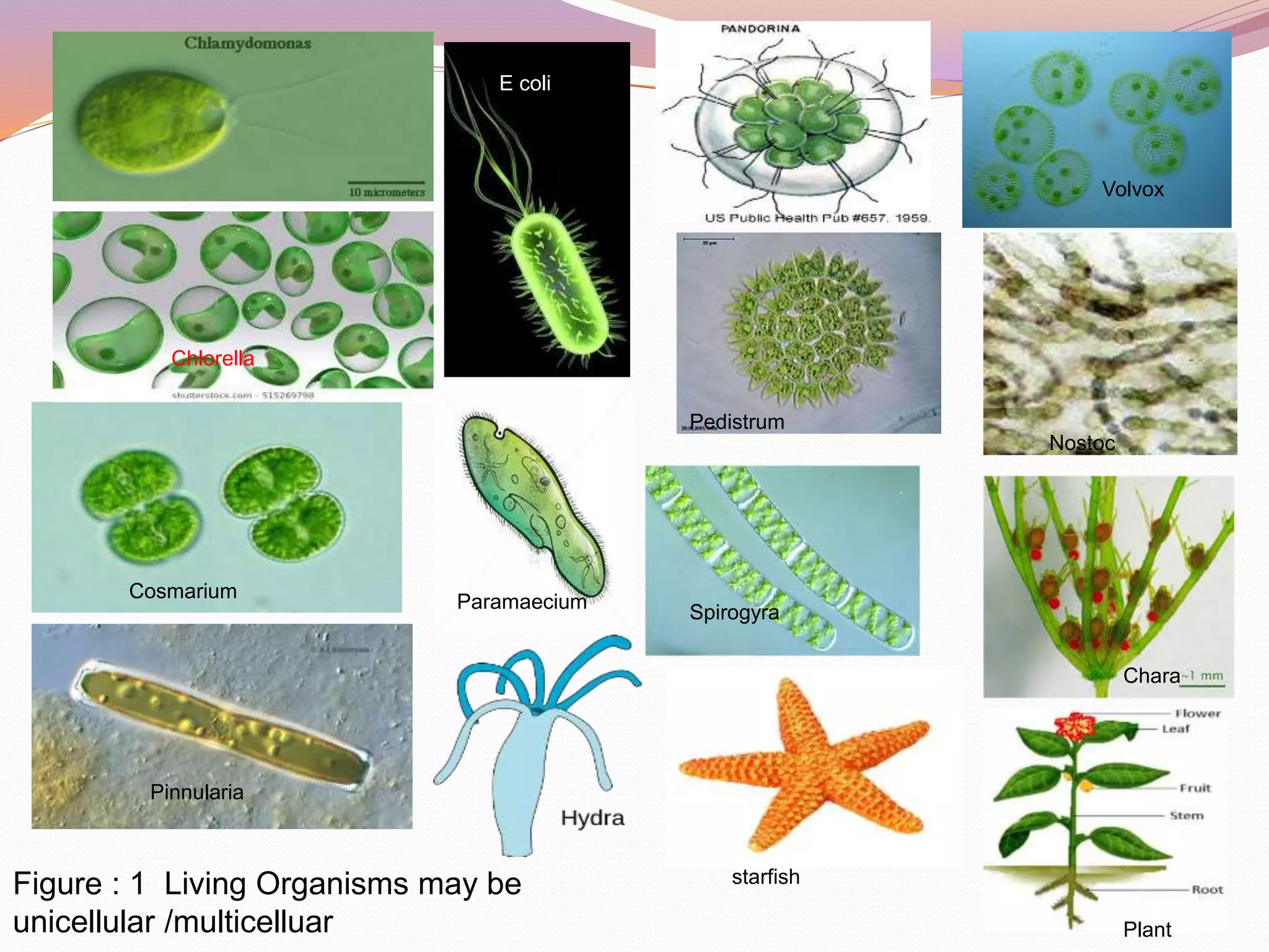 Cell as basic unit of life ppt 88 slides | PPTX