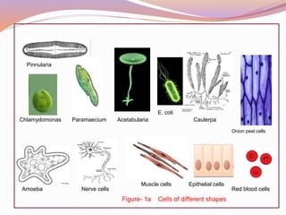 Cell as basic unit of life ppt 88 slides | PPTX