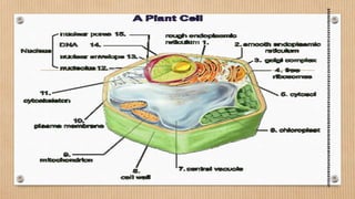Cell anatomy | PPT